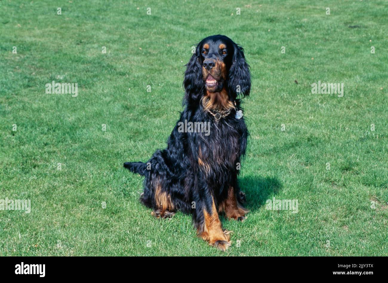 Gordon Setter sitting in grass Stock Photo - Alamy