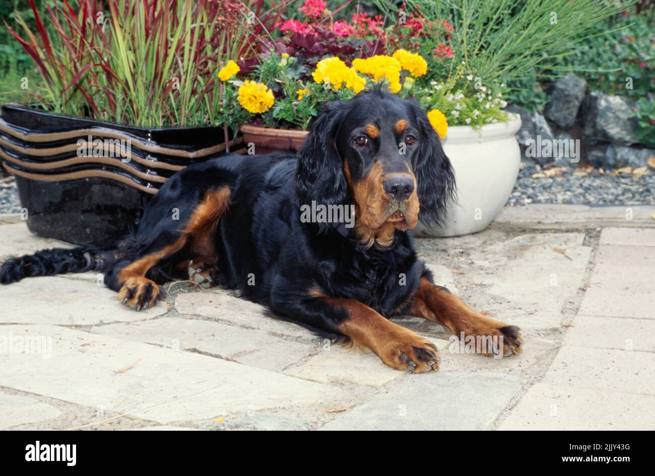 Gordon Setter laying on patio near flower pot Stock Photo - Alamy