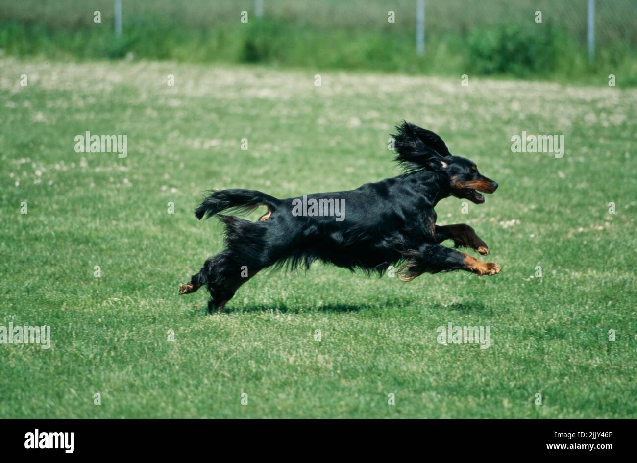 Gordon Setter running in grass Stock Photo - Alamy