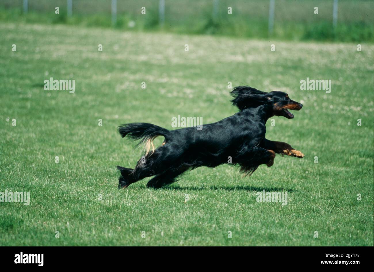 Gordon Setter running in grass Stock Photo - Alamy
