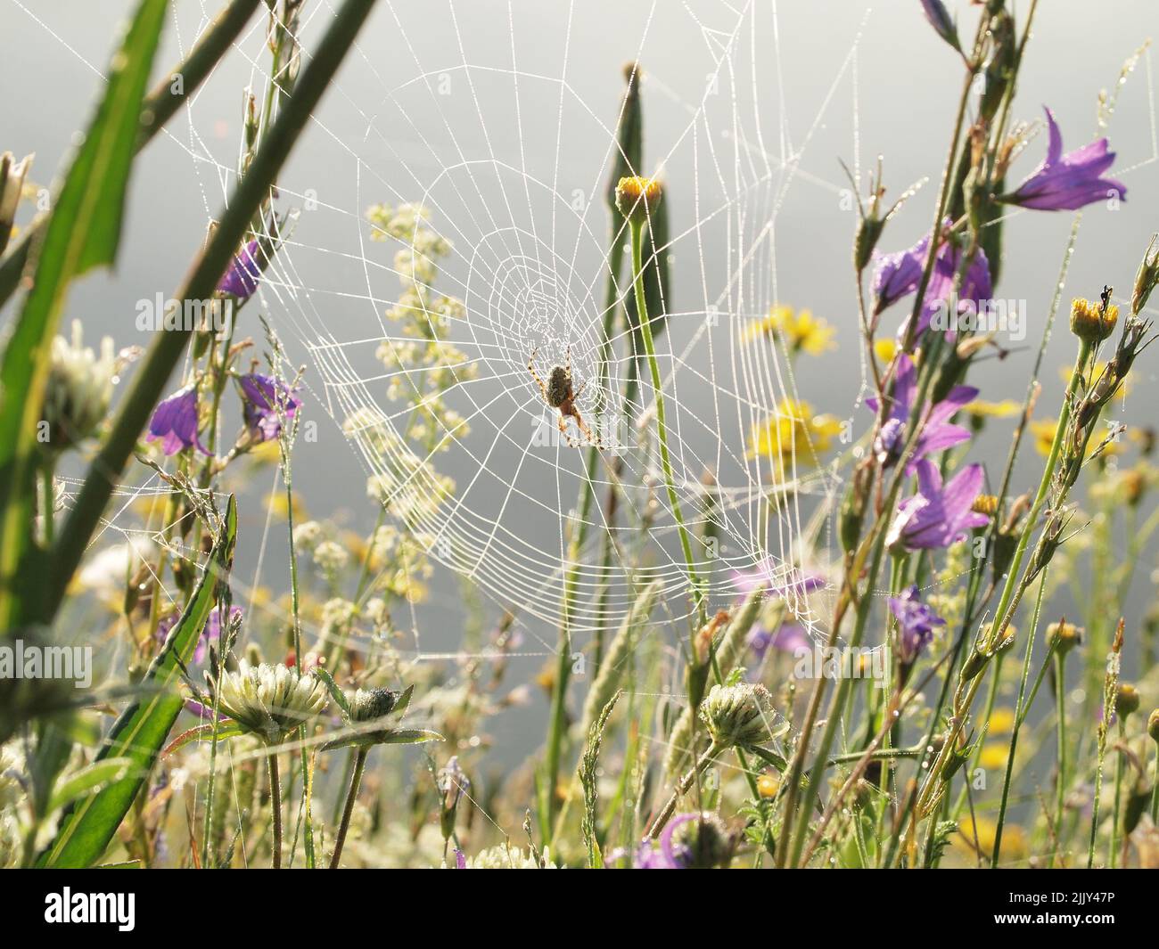 Tela di ragno hi-res stock photography and images - Alamy