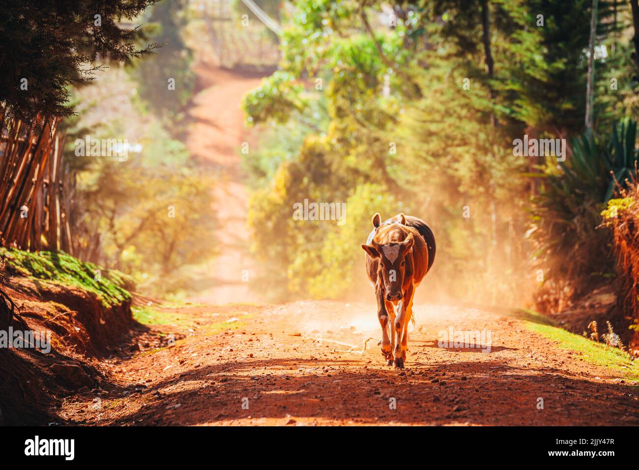 Cattle farming kenya hi-res stock photography and images - Alamy