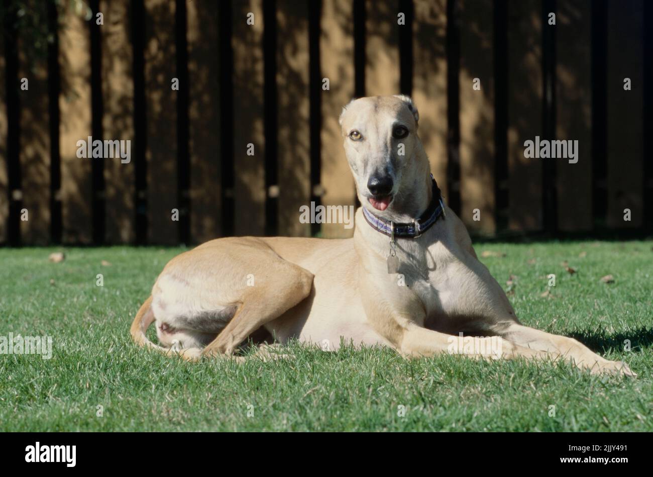 Greyhound laying in grass in yard Stock Photo - Alamy