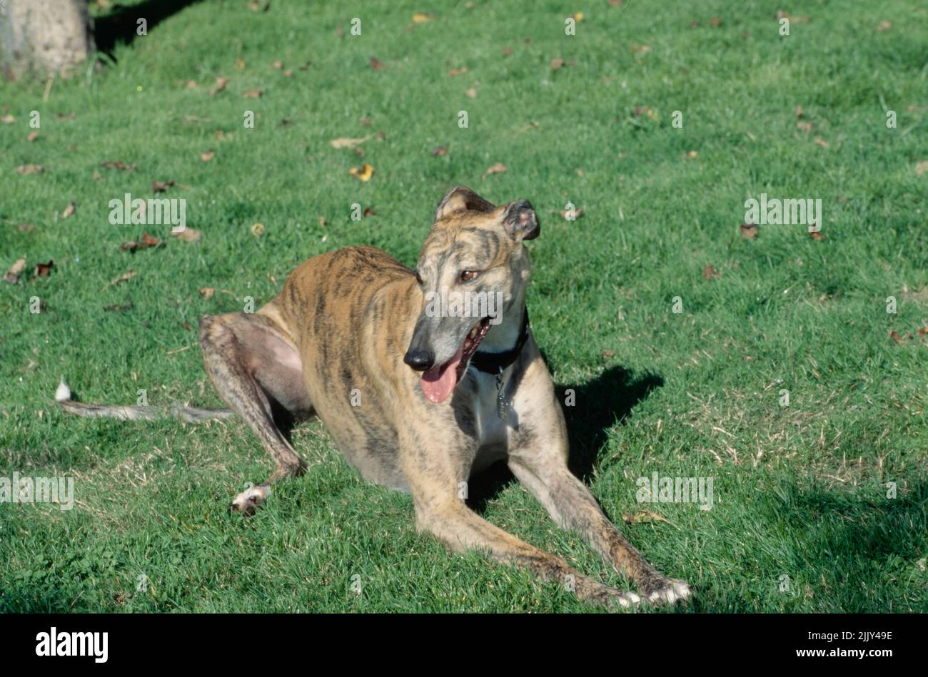 Greyhound laying in grass in yard Stock Photo - Alamy