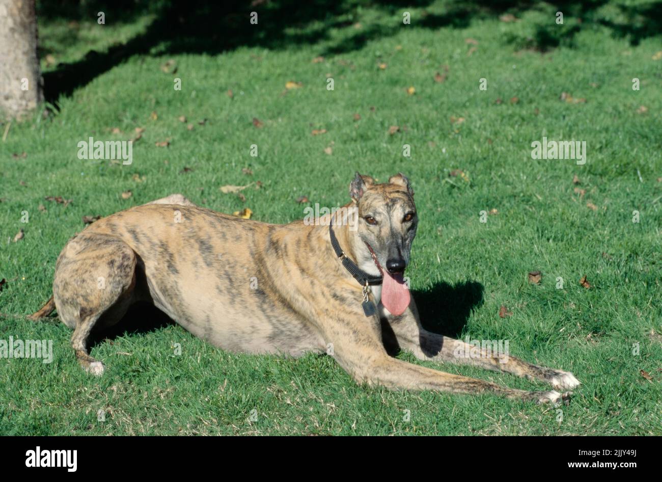 Greyhound laying in grass in yard Stock Photo - Alamy
