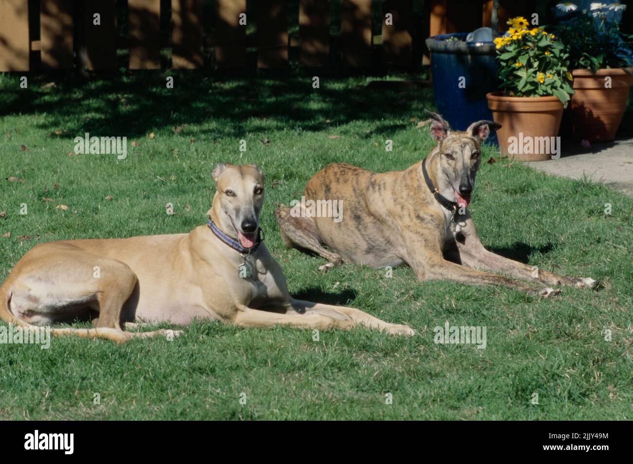 Two greyhounds laying in grass in yard Stock Photo - Alamy