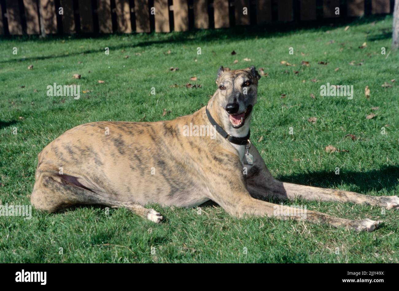Greyhound laying in grass in yard Stock Photo - Alamy