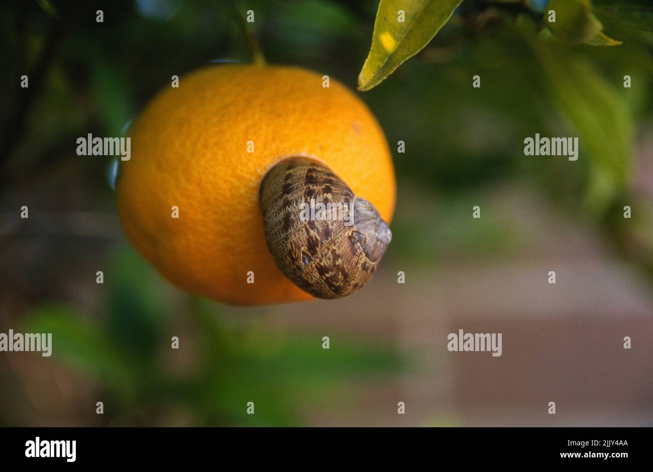 Snail on an orange Stock Photo - Alamy