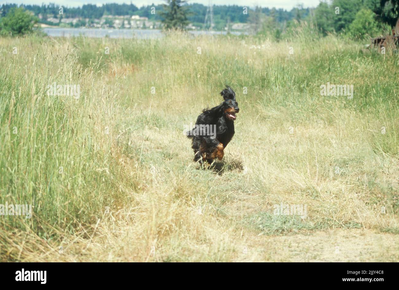 Gordon Setter running in tall grass in field Stock Photo - Alamy