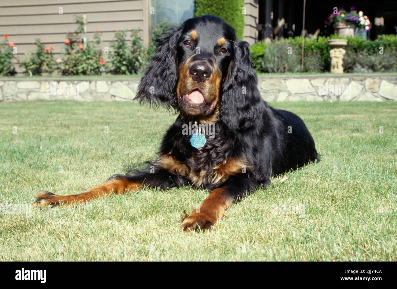 Gordon Setter laying in grass in backyard Stock Photo - Alamy