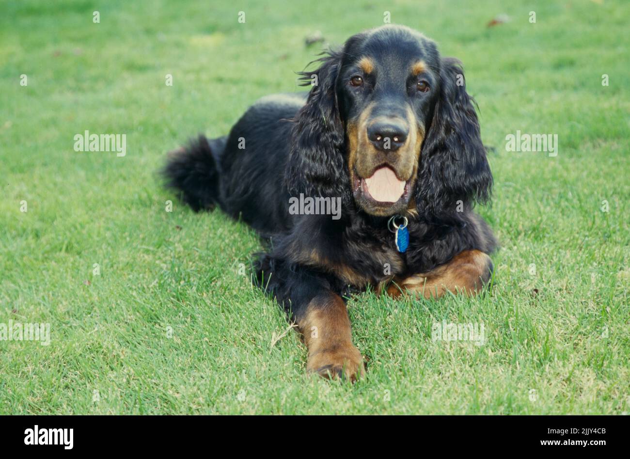 Gordon Setter laying in grass Stock Photo - Alamy