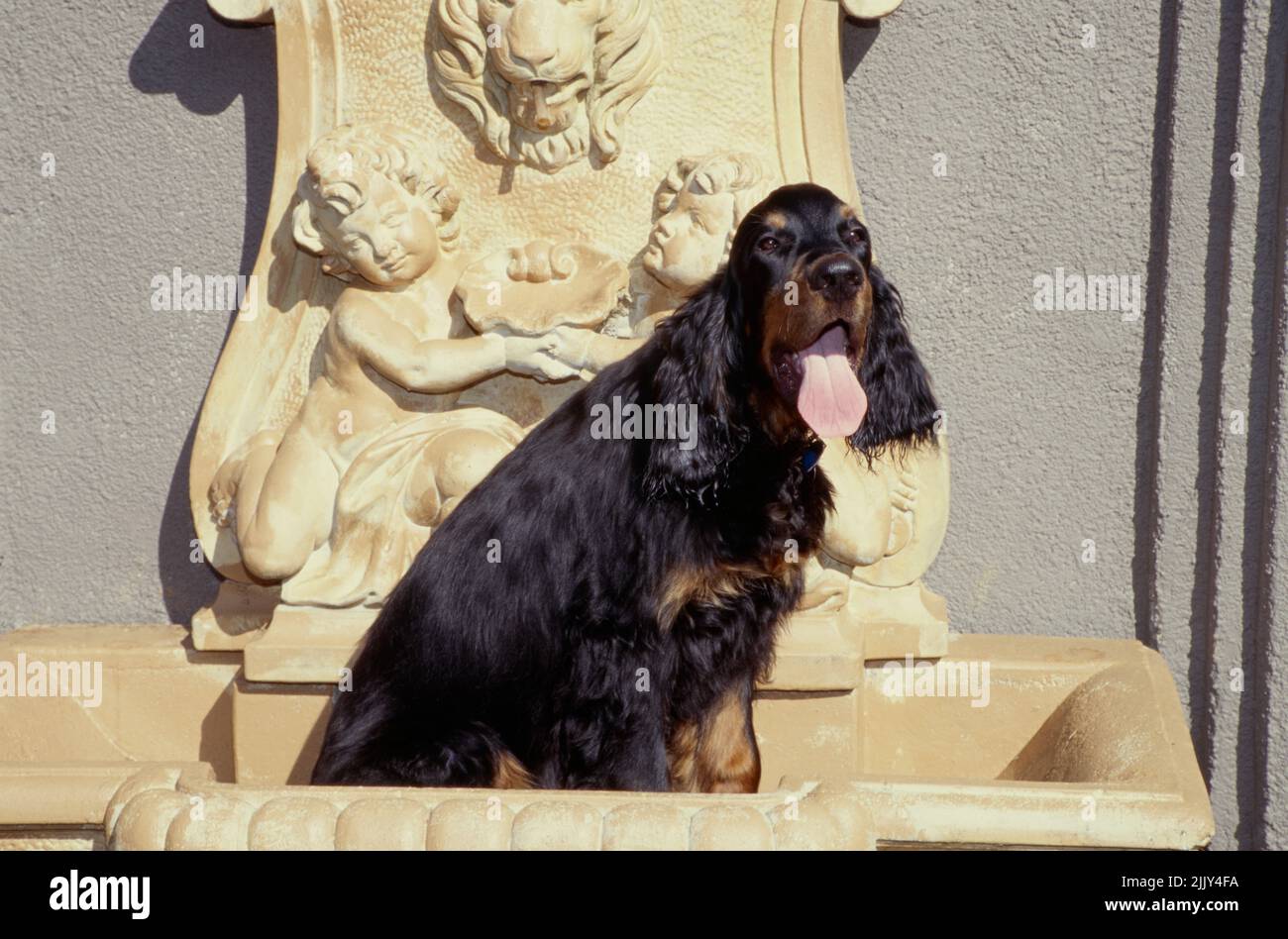Gordon Setter sitting in fountain near sculpted figures Stock Photo - Alamy