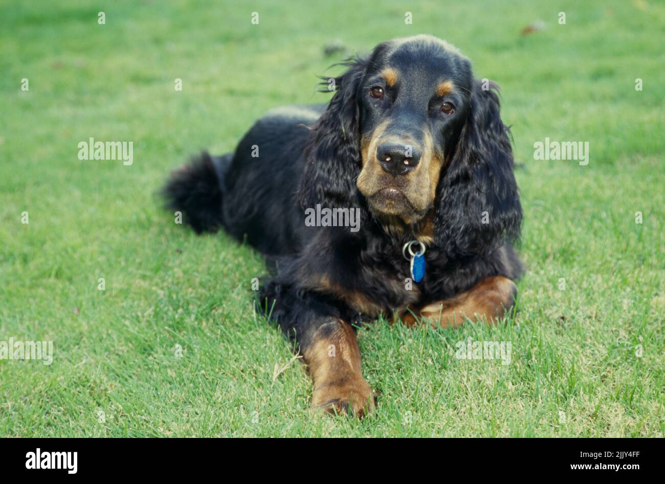 Pet gordon setter hi-res stock photography and images - Alamy