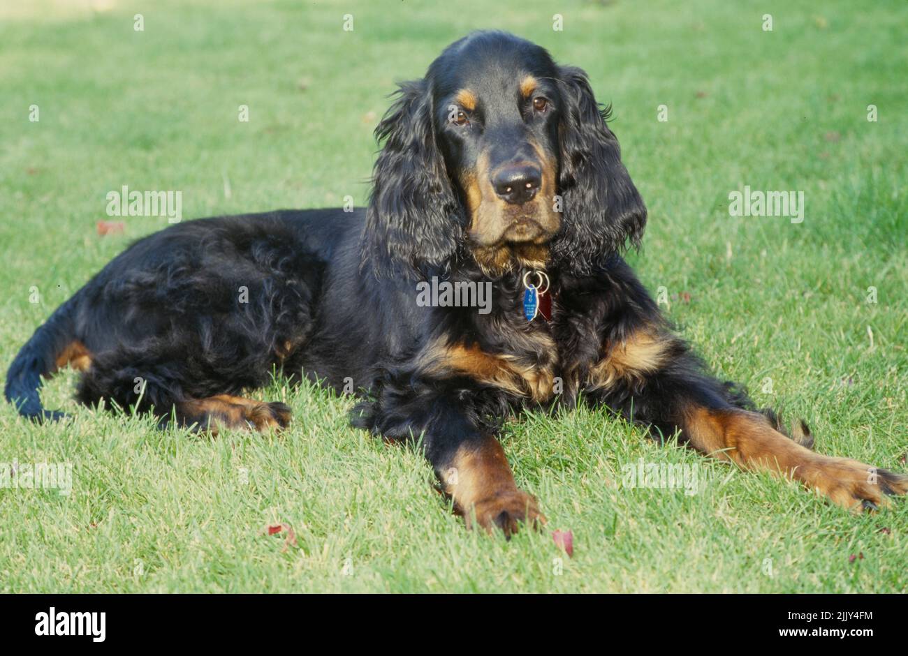 Gordon Setter laying in grass Stock Photo - Alamy