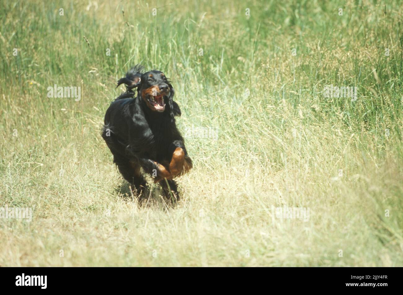 Gordon Setter running in tall grass in field Stock Photo - Alamy