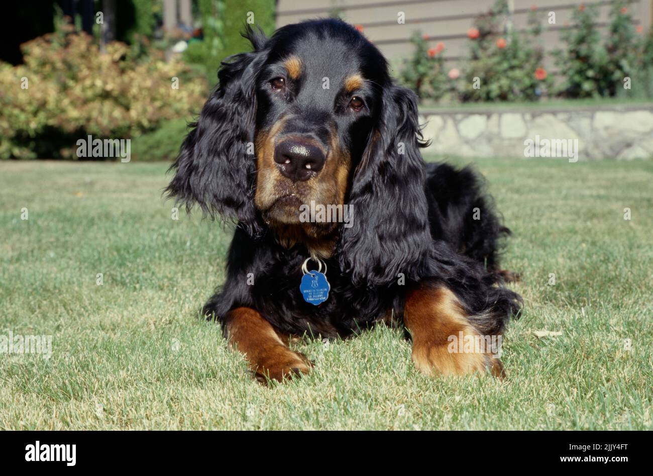 Gordon Setter laying in grass Stock Photo - Alamy