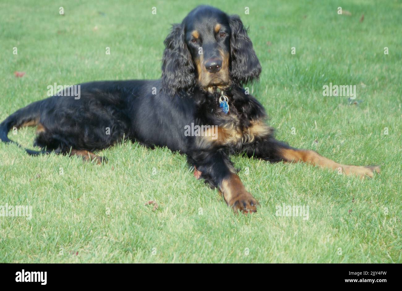 Gordon Setter laying in grass Stock Photo - Alamy