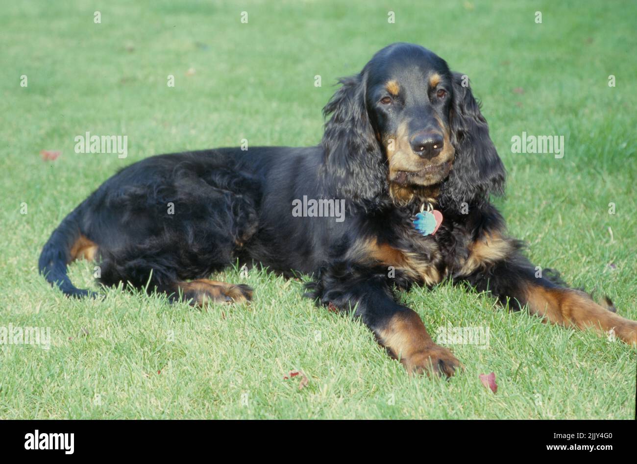 Gordon Setter laying in grass Stock Photo - Alamy