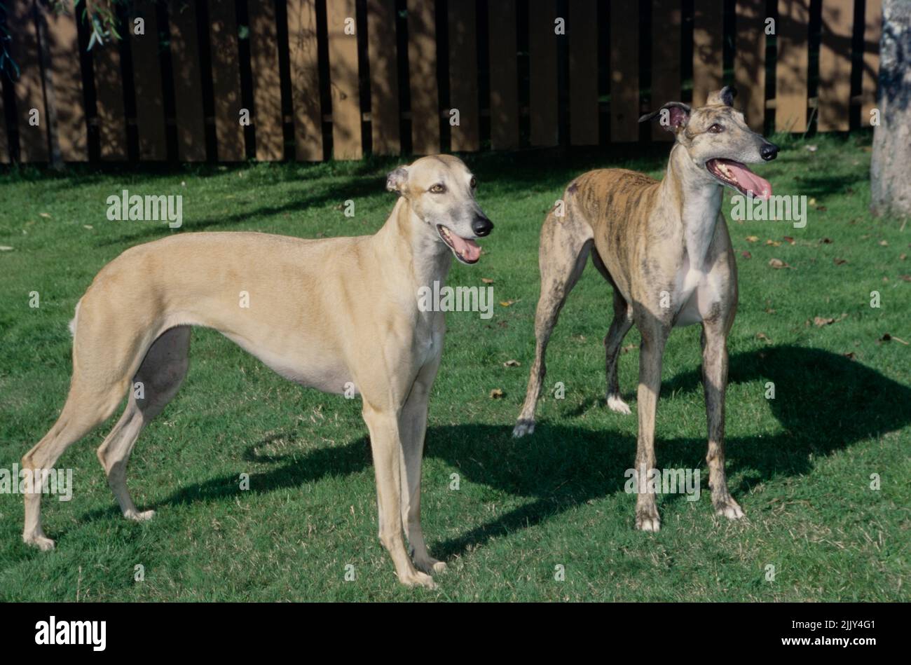 Two greyhounds standing in grass in yard Stock Photo - Alamy