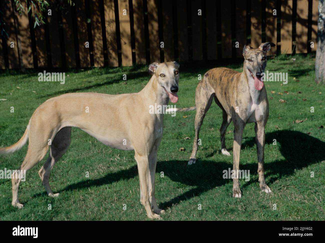 Are Greyhounds Meant To Race