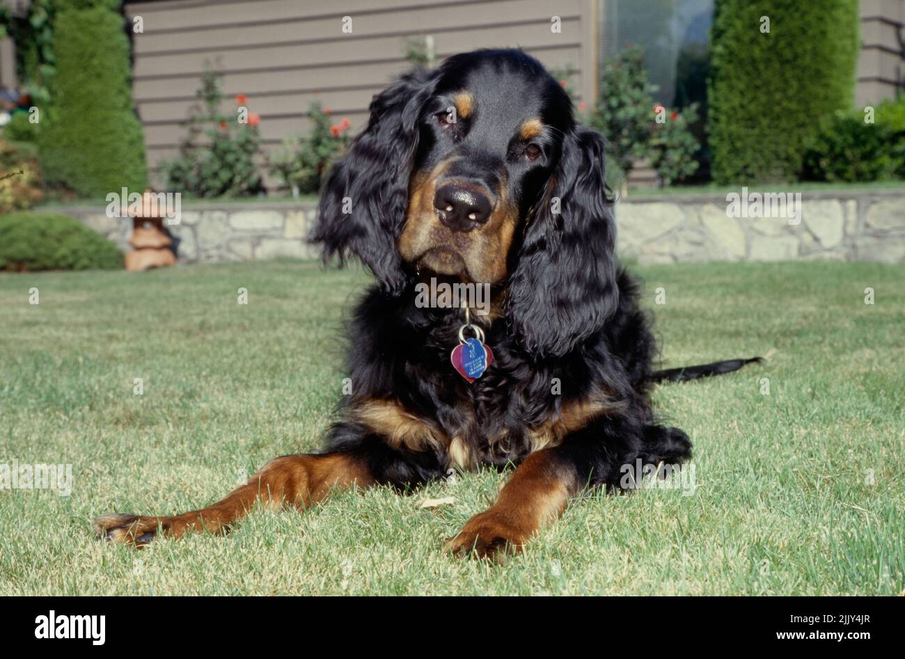 Pet gordon setter hi-res stock photography and images - Alamy