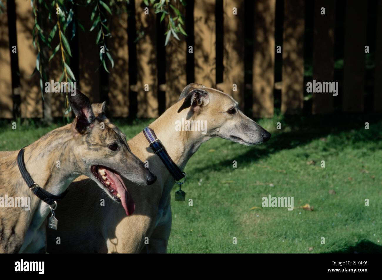 Are Greyhounds Meant To Race