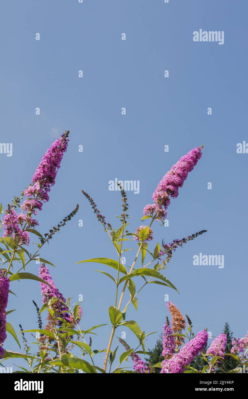 Buddleja davidii, summer lilac, butterfly-bush, or orange eye in the ...