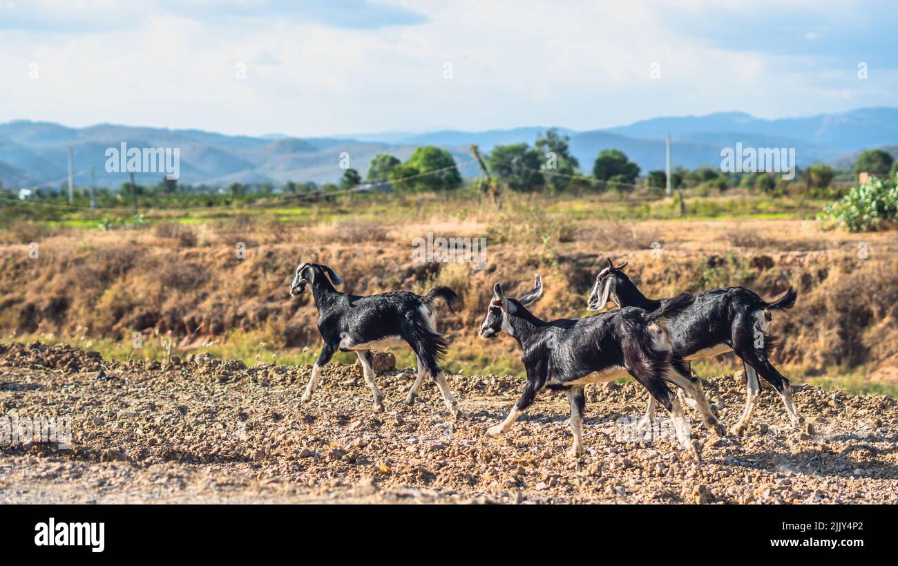 Beautiful summer landscape. Graceful black white goats glossy coats ...