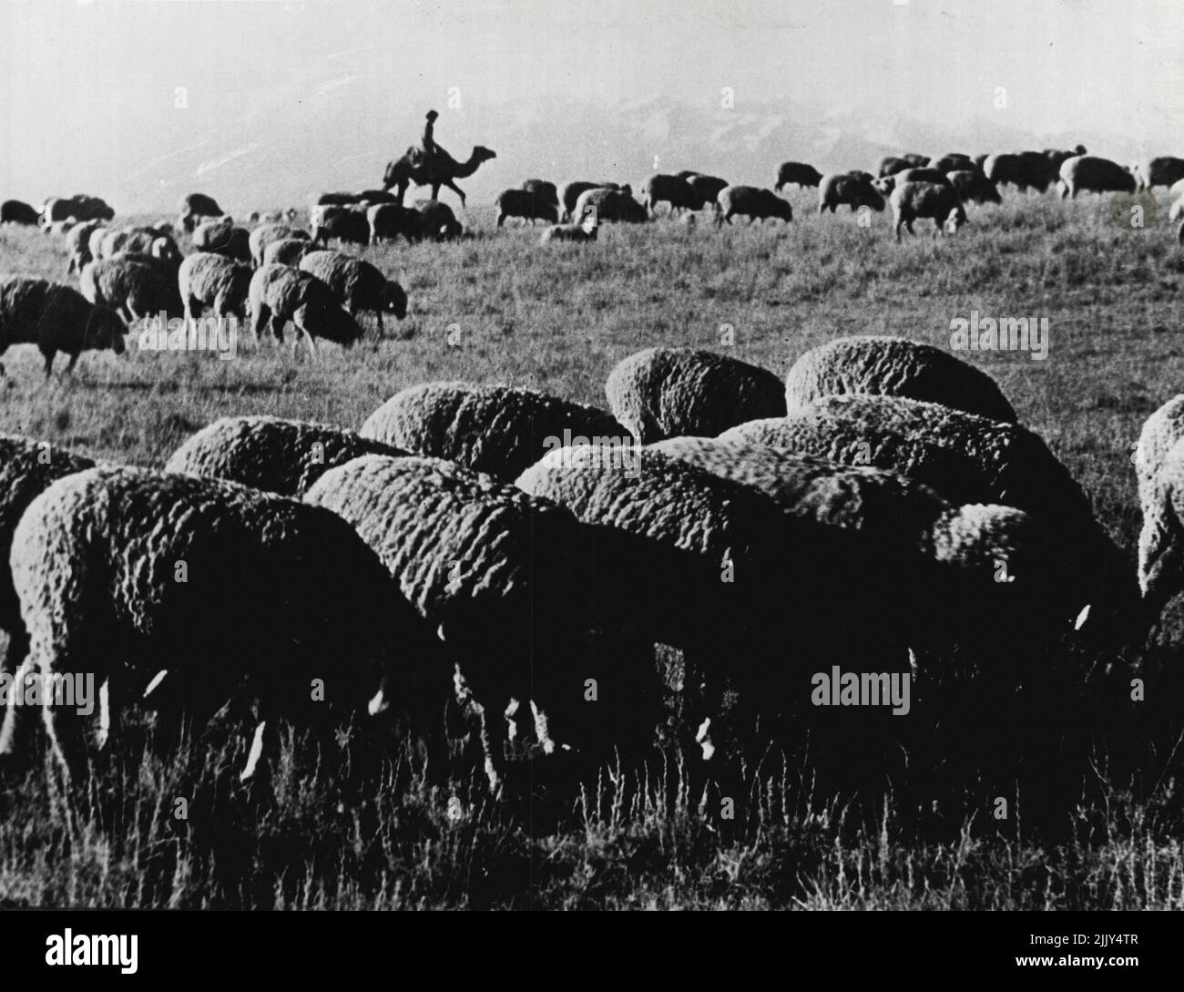 Kazakh cattle and sheep pasture hi-res stock photography and images - Alamy