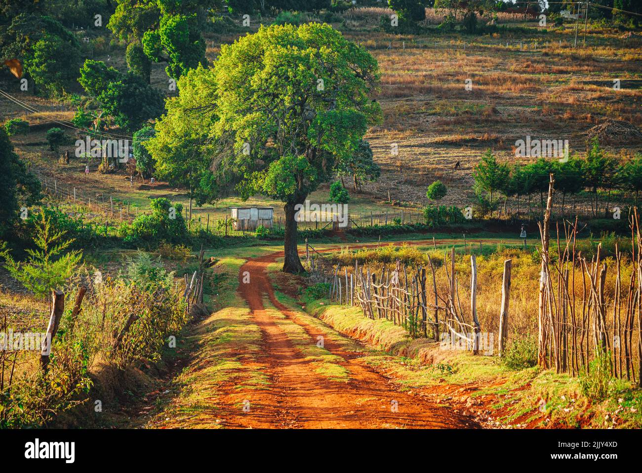 Beautiful African landscape. A tree and roads with red soil surrounded ...