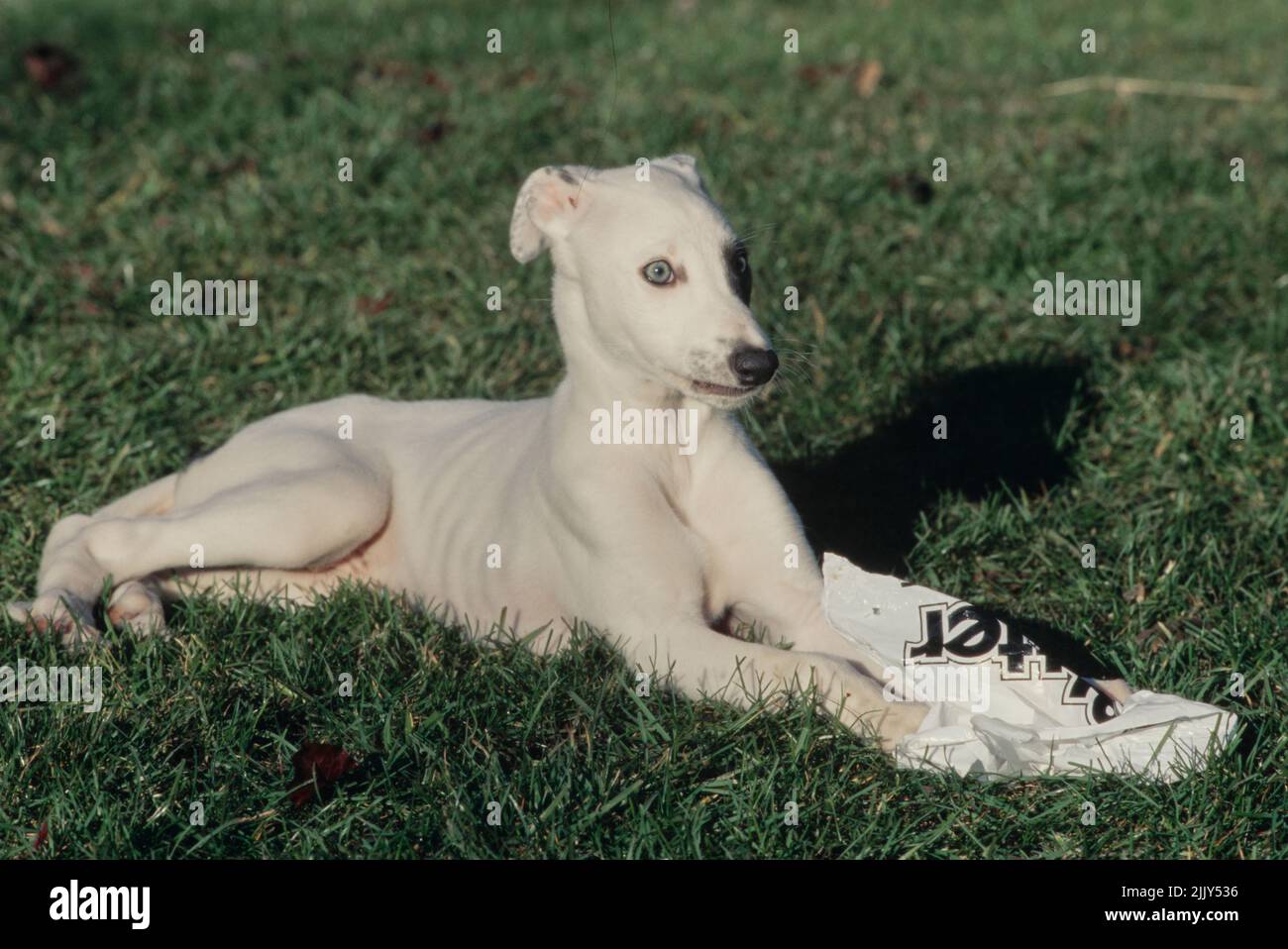 Greyhound puppy laying in grass with bag Stock Photo - Alamy