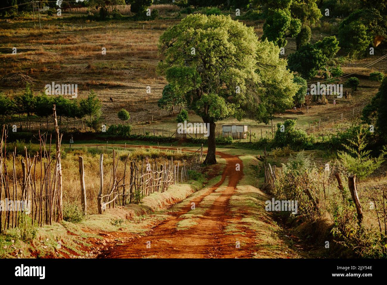 Beautiful African landscape. A tree and roads with red soil surrounded ...