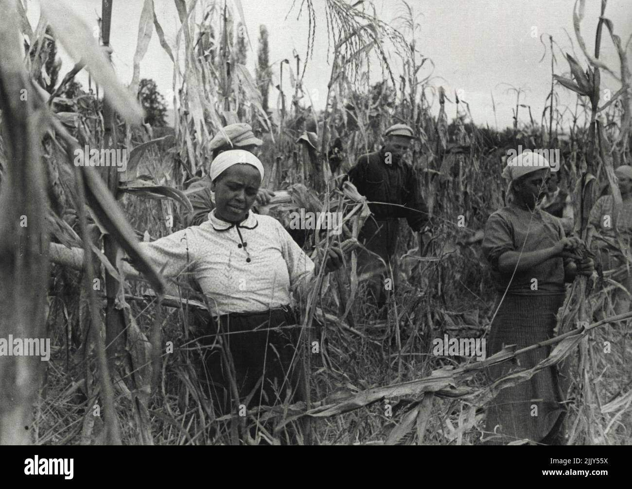 Tobacco plantation slaves hi-res stock photography and images - Alamy