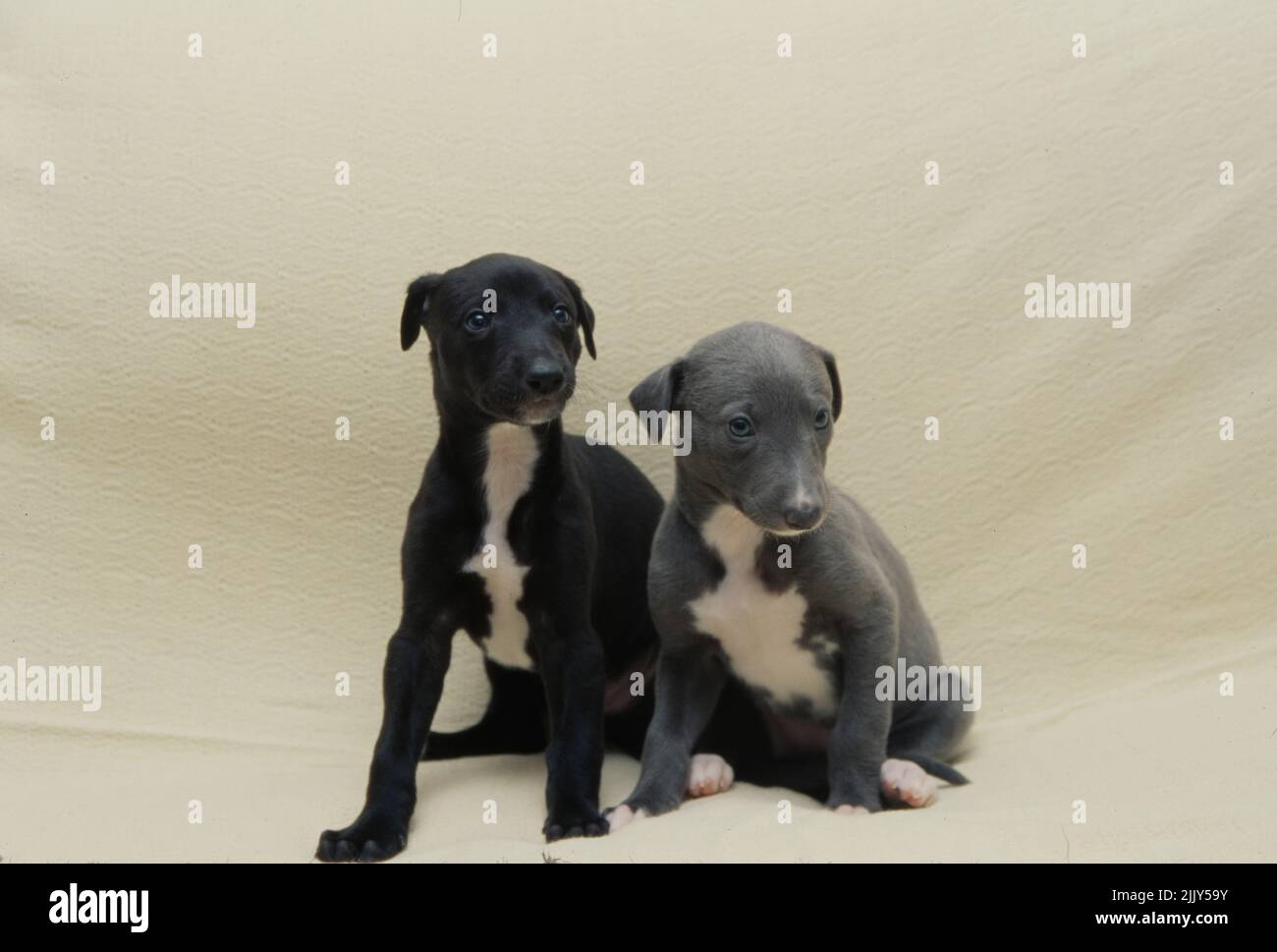 Two greyhound puppies sitting on cream colored blanket Stock Photo - Alamy