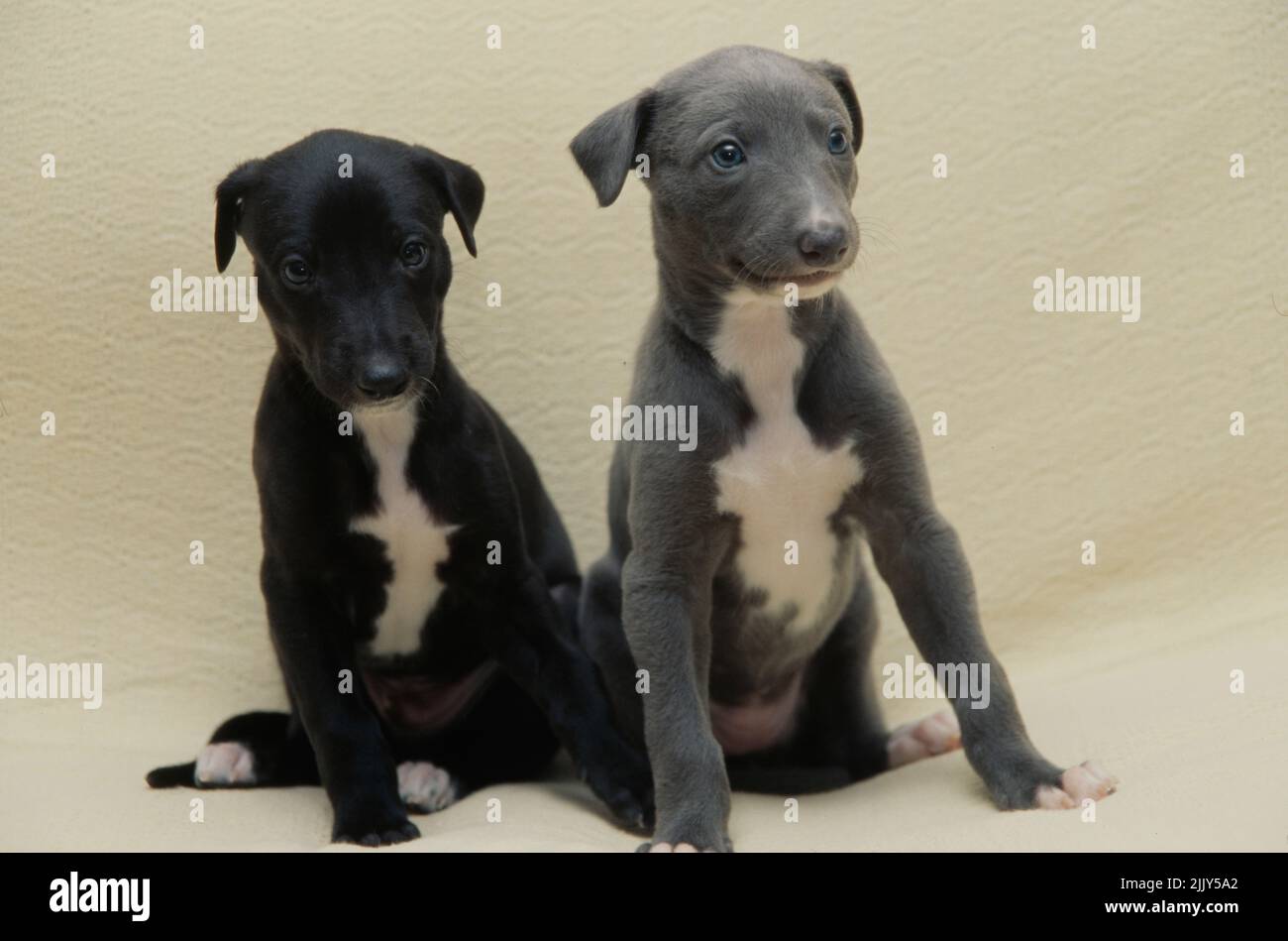 Two greyhound puppies sitting on cream colored blanket Stock Photo - Alamy