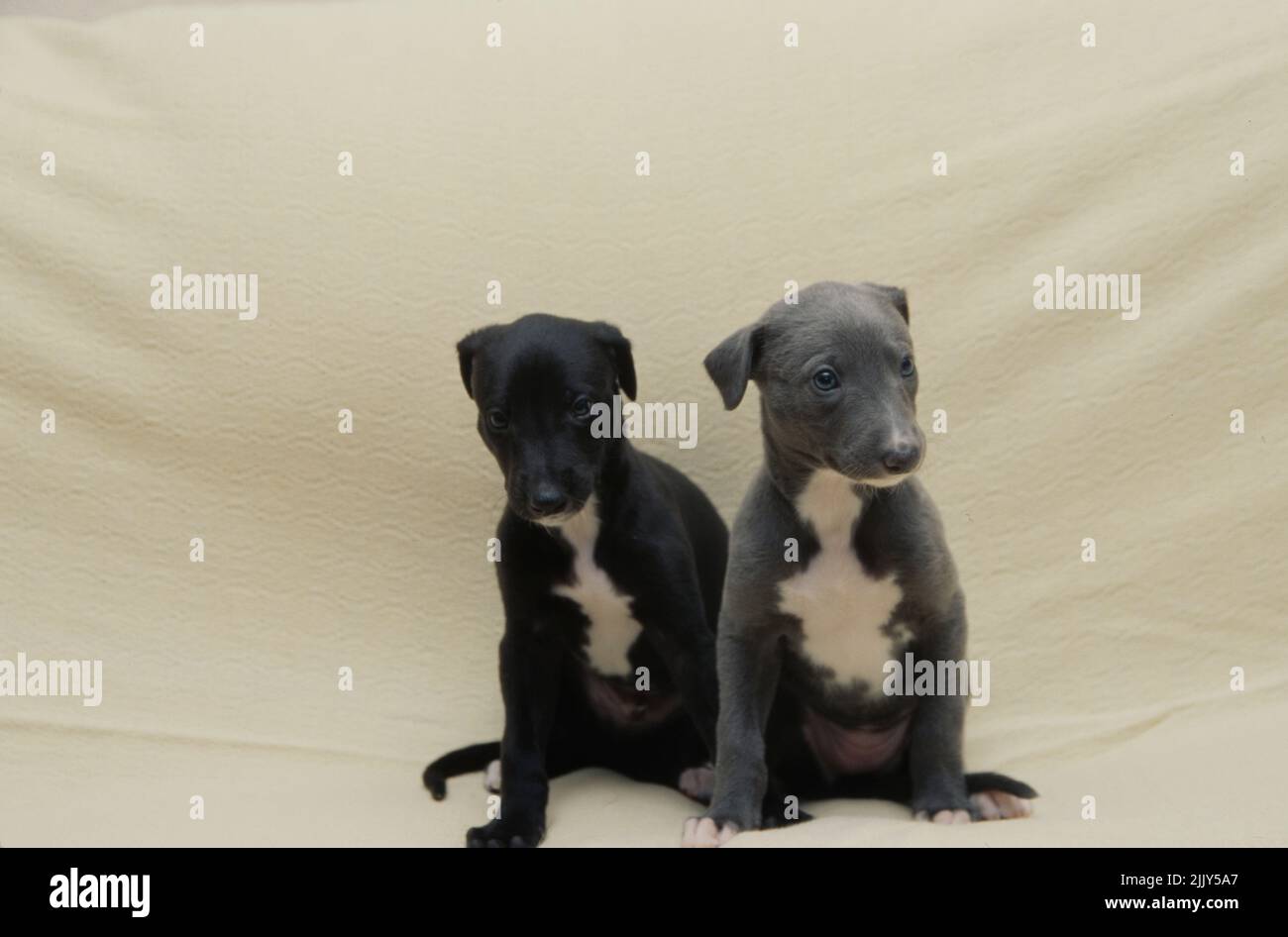 Cream Italian Greyhound