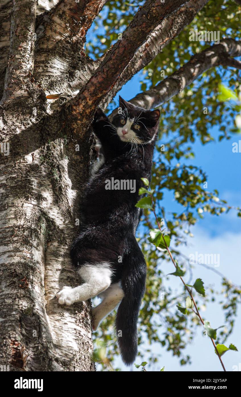 Black and white cat high up in a birch tree Stock Photo - Alamy