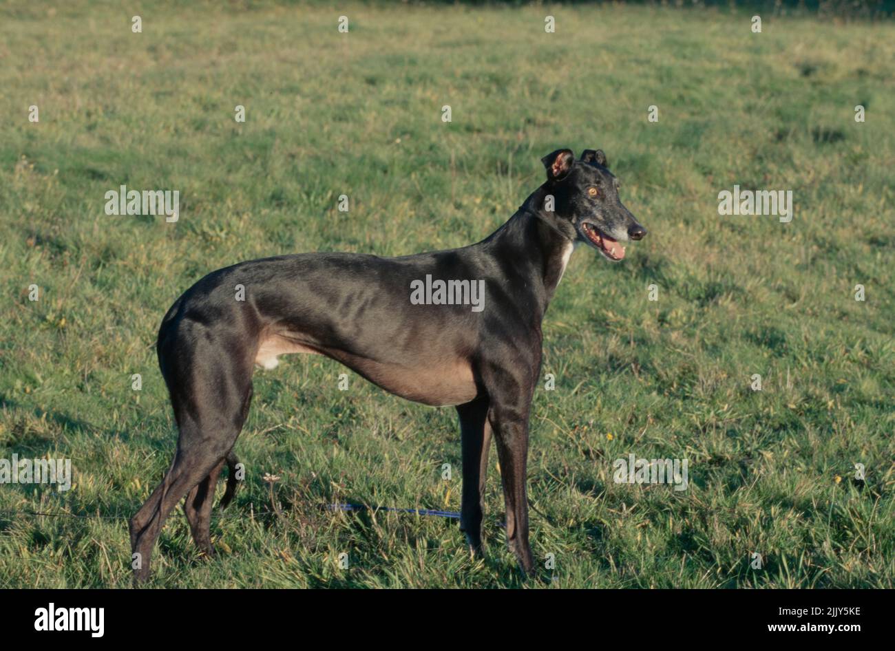 Greyhound standing in grass Stock Photo - Alamy
