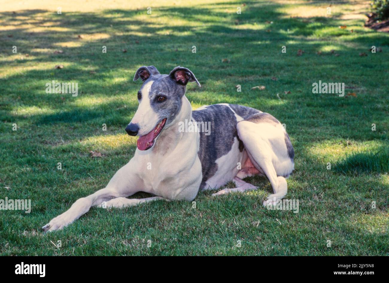 Closeup of greyhound Stock Photo - Alamy