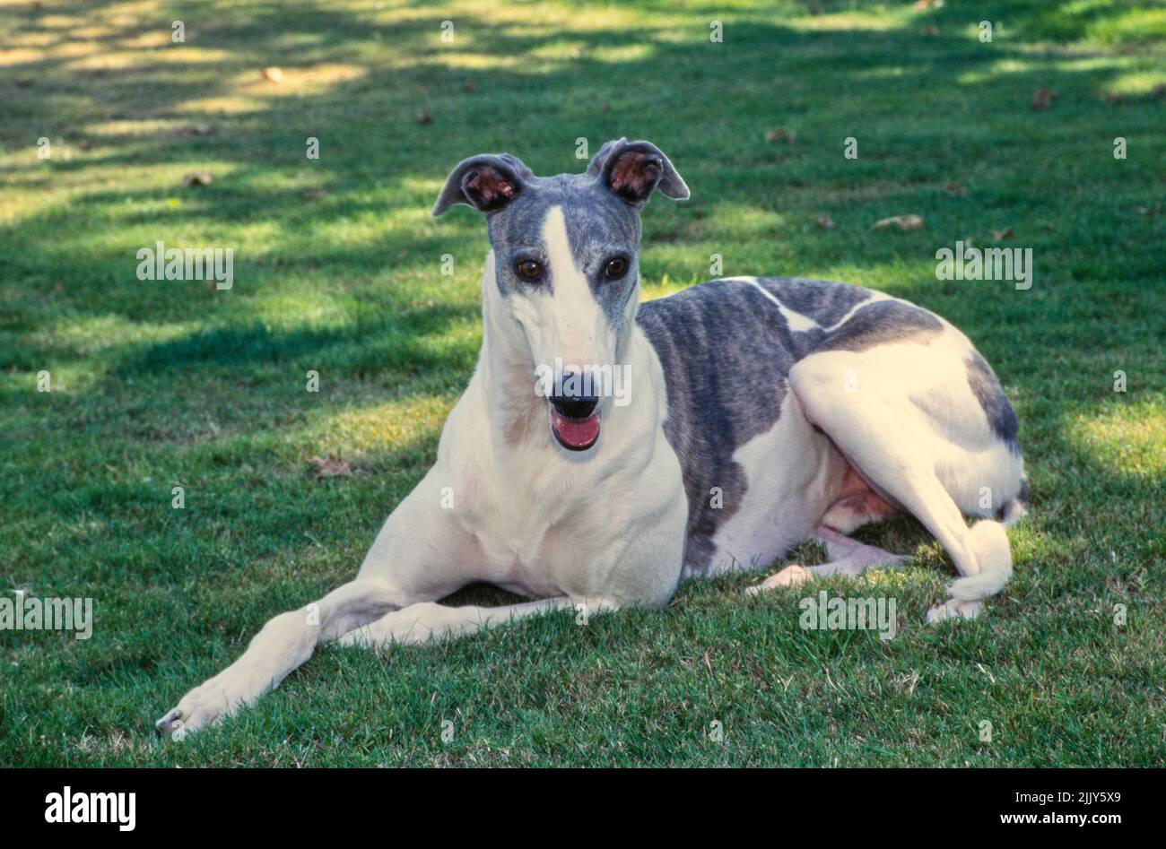 Greyhound laying in grass Stock Photo - Alamy