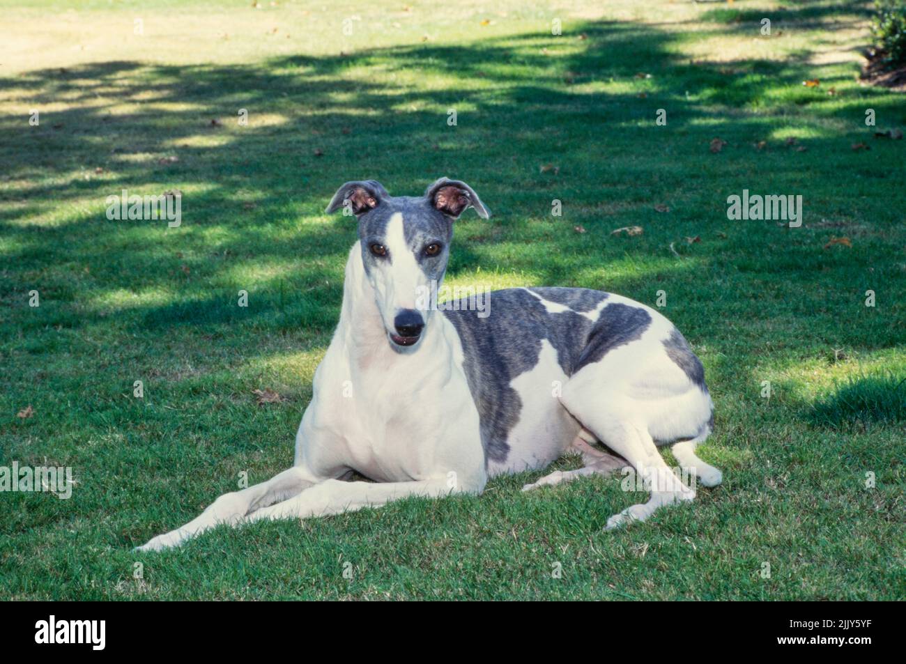 Greyhound laying in grass Stock Photo - Alamy