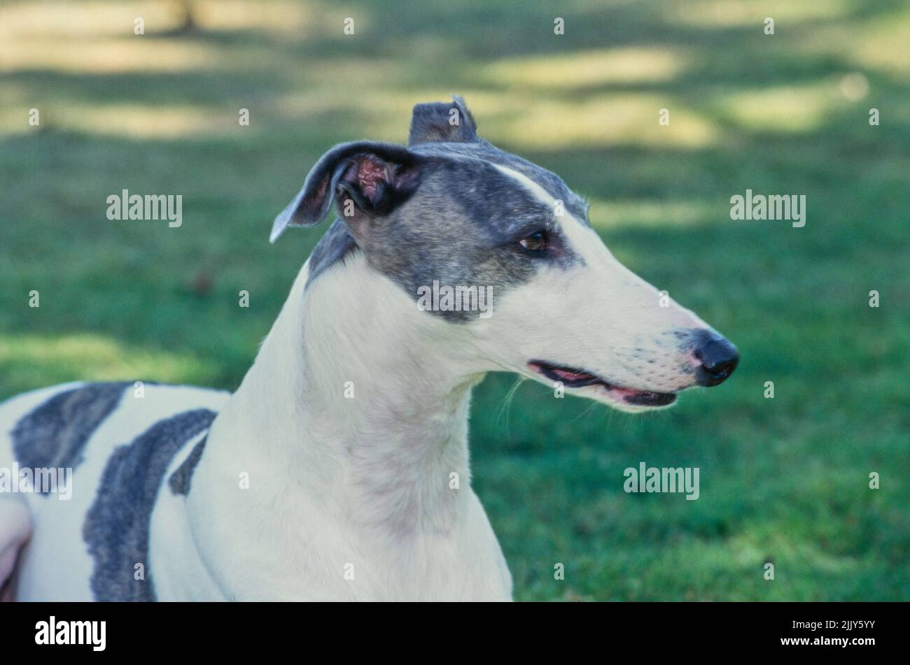 Closeup of greyhound Stock Photo - Alamy