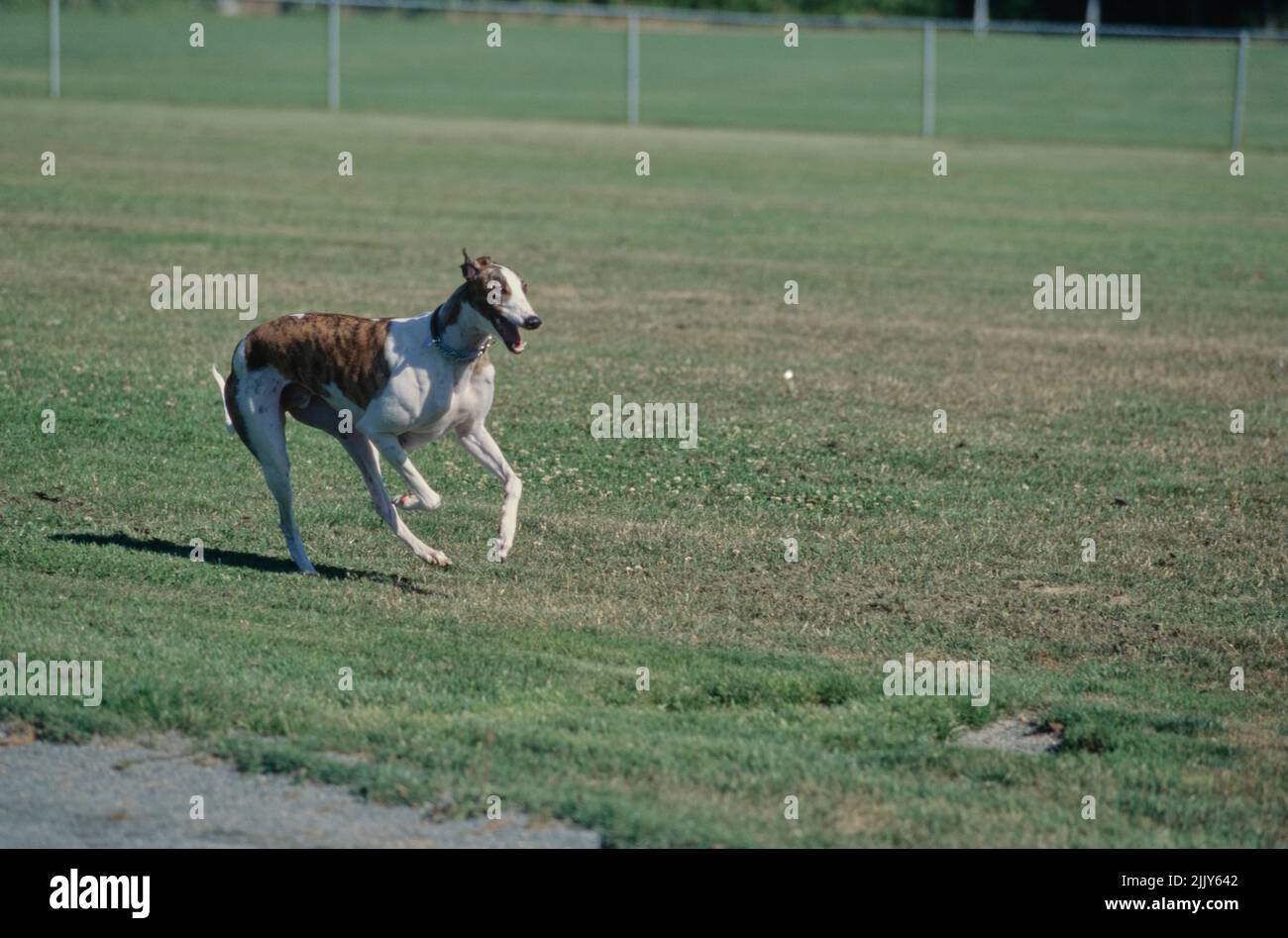 Running paws hi-res stock photography and images - Alamy