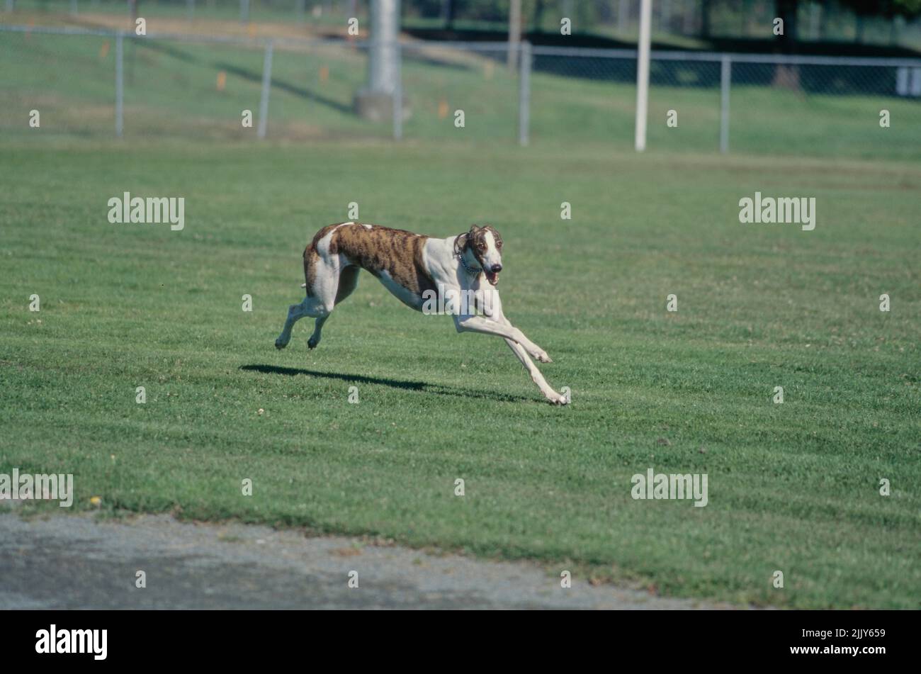 Greyhound running in grass Stock Photo - Alamy