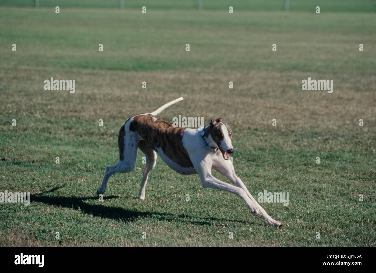 Greyhound running in grass Stock Photo - Alamy