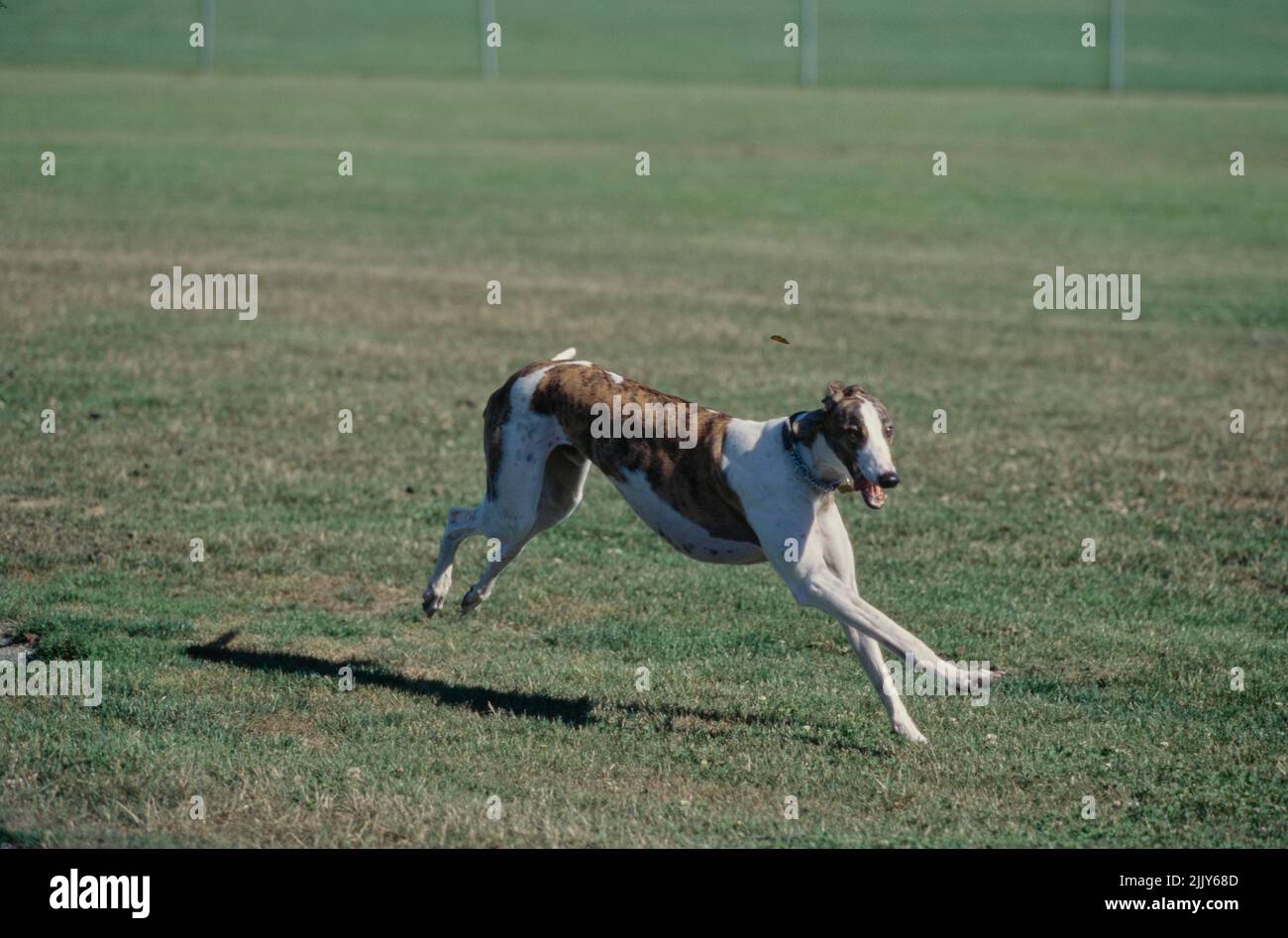 Greyhound running in grass Stock Photo - Alamy