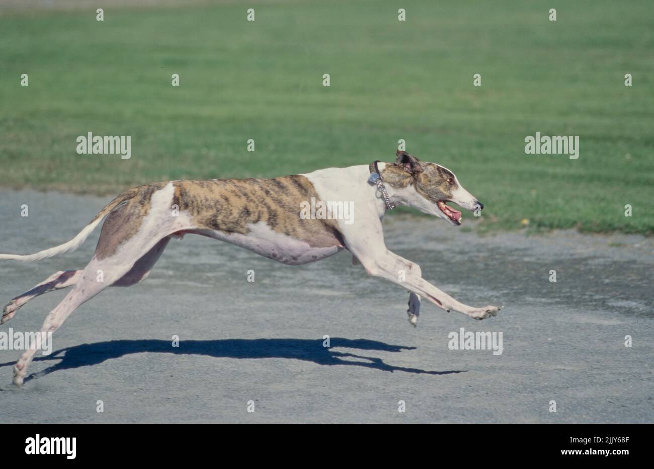 Greyhound running in grass Stock Photo - Alamy