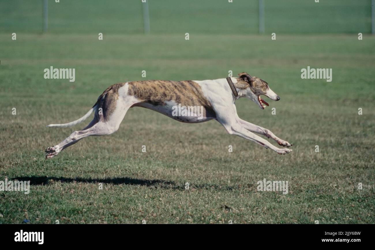 Greyhound running in grass Stock Photo - Alamy