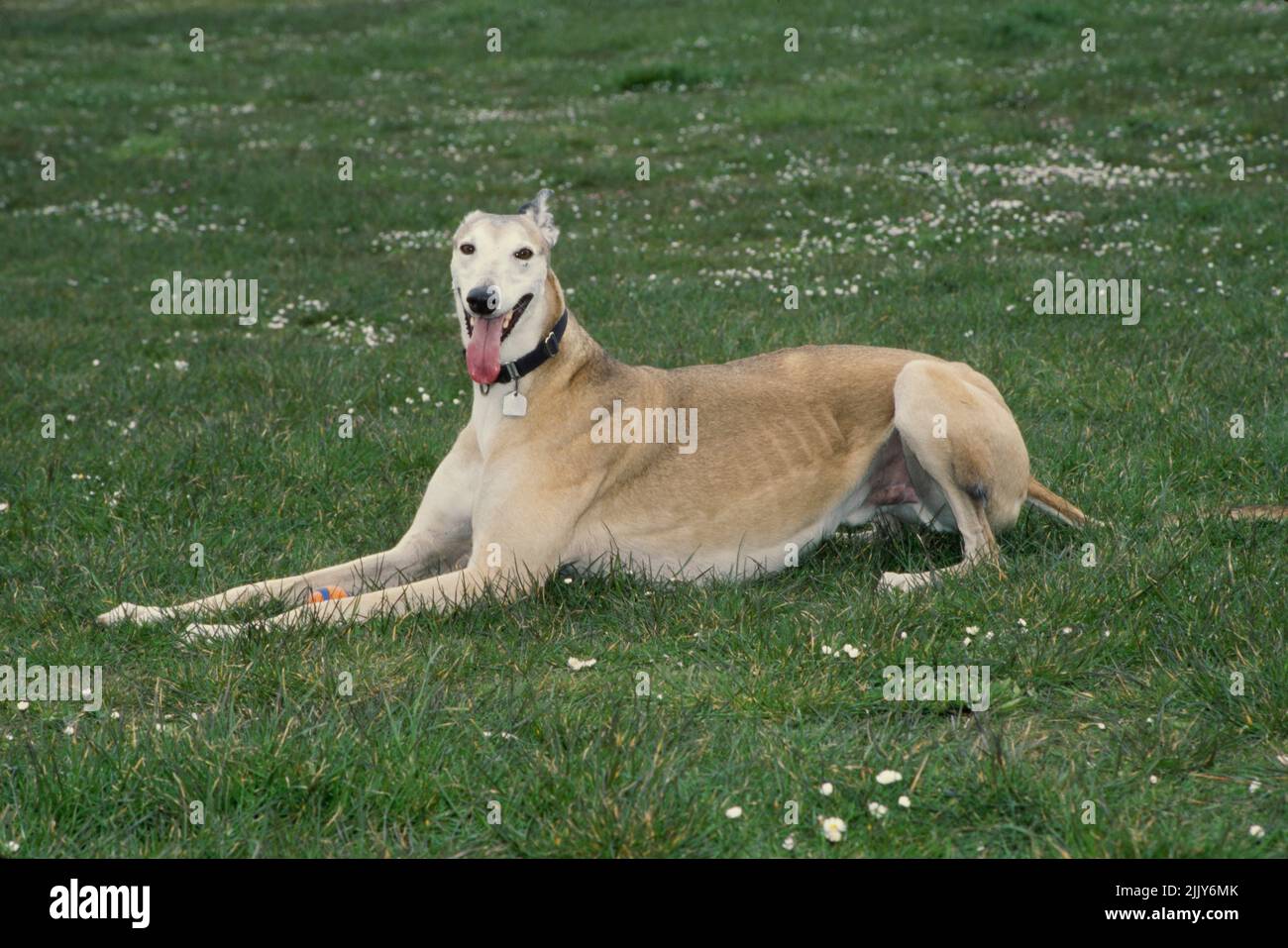 Greyhound laying in grass Stock Photo - Alamy