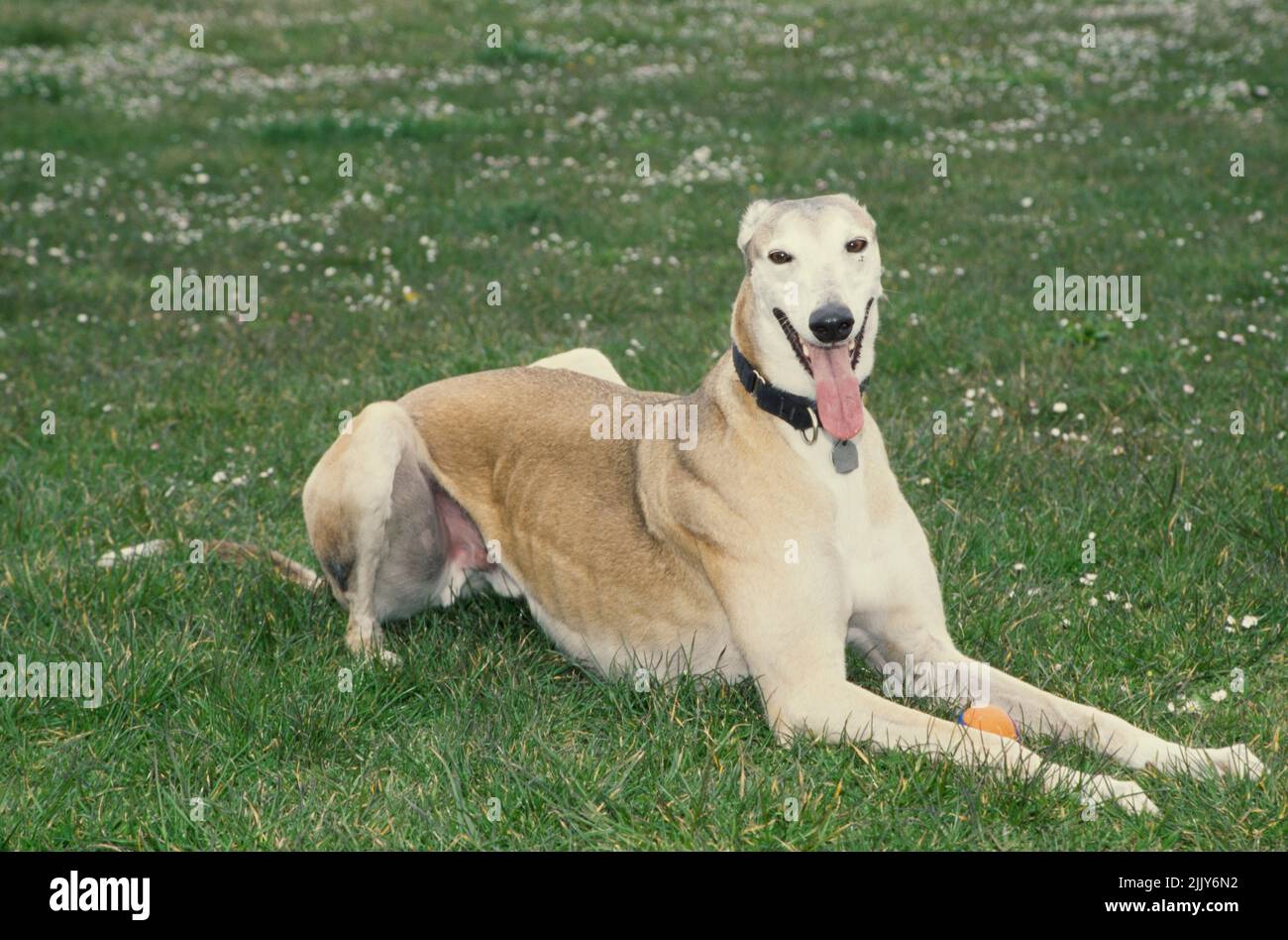 Greyhound laying in grass Stock Photo - Alamy